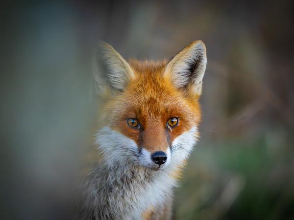Greifvögel, Marder, Füchse : Brandenburgs Freilandhühner leben extrem ...