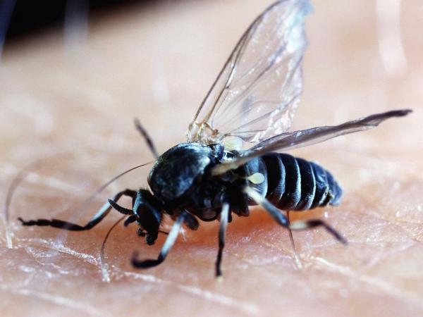 Infektionsgefahr: Die Kriebelmücke beißt wieder