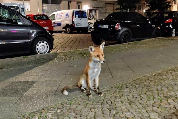 Unterwegs auf digitalen Fährten: Dem geheimen Leben der Berliner ...