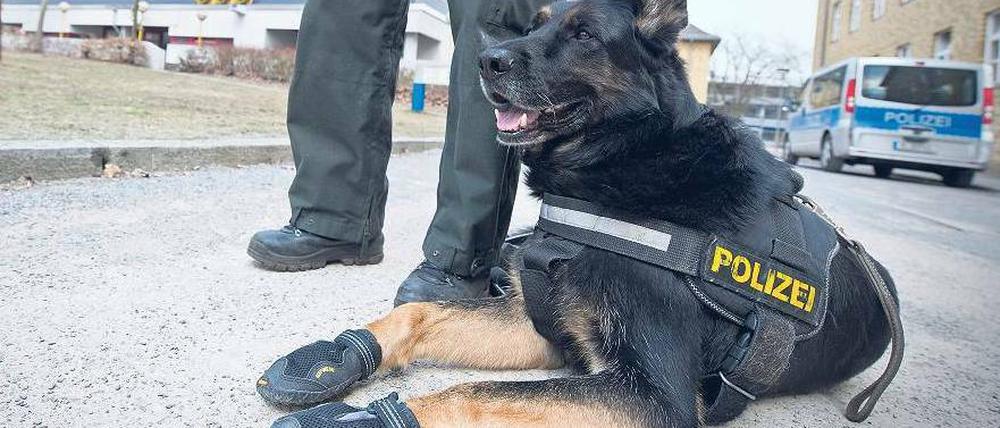 Berlin: Polizeihunde auf geschützten Pfoten