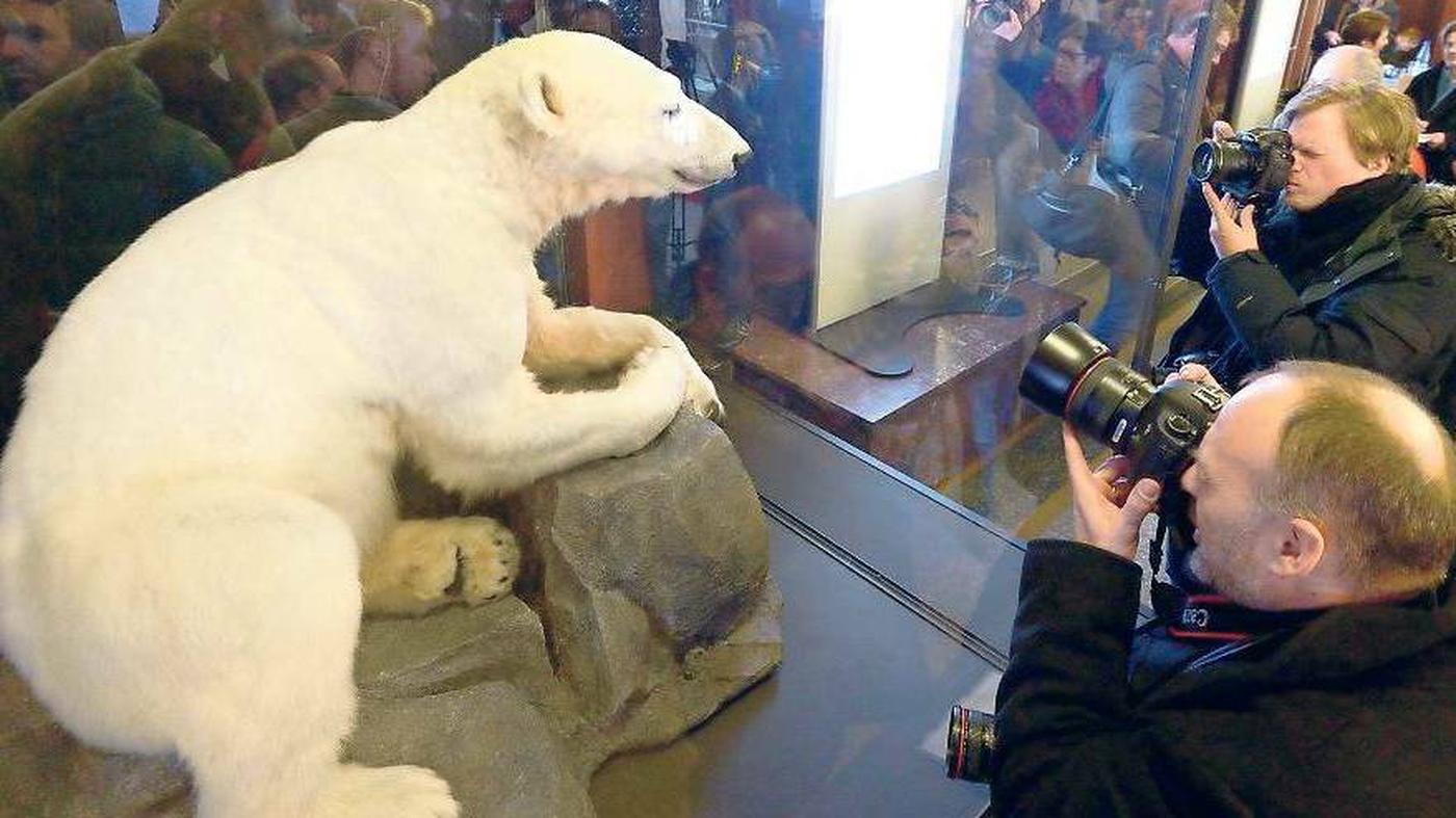 EISBÄR-PRÄPARAT: Knut ist jetzt Holländer