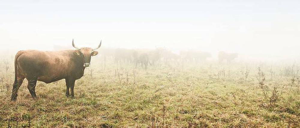 Hochwertiges Fleisch: Die Auerochsen auf Brandenburgs Wiesen