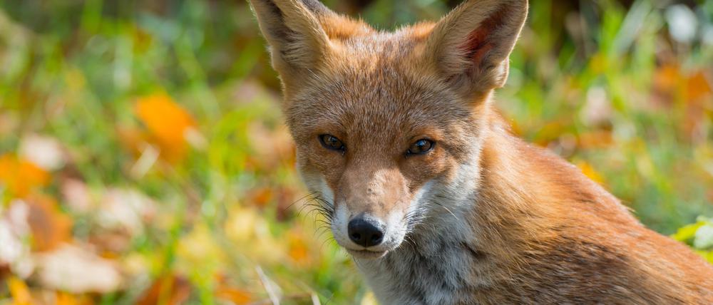 Stippvisite im Olympiastadion: Fuchs begutachtet Union Berlins ...