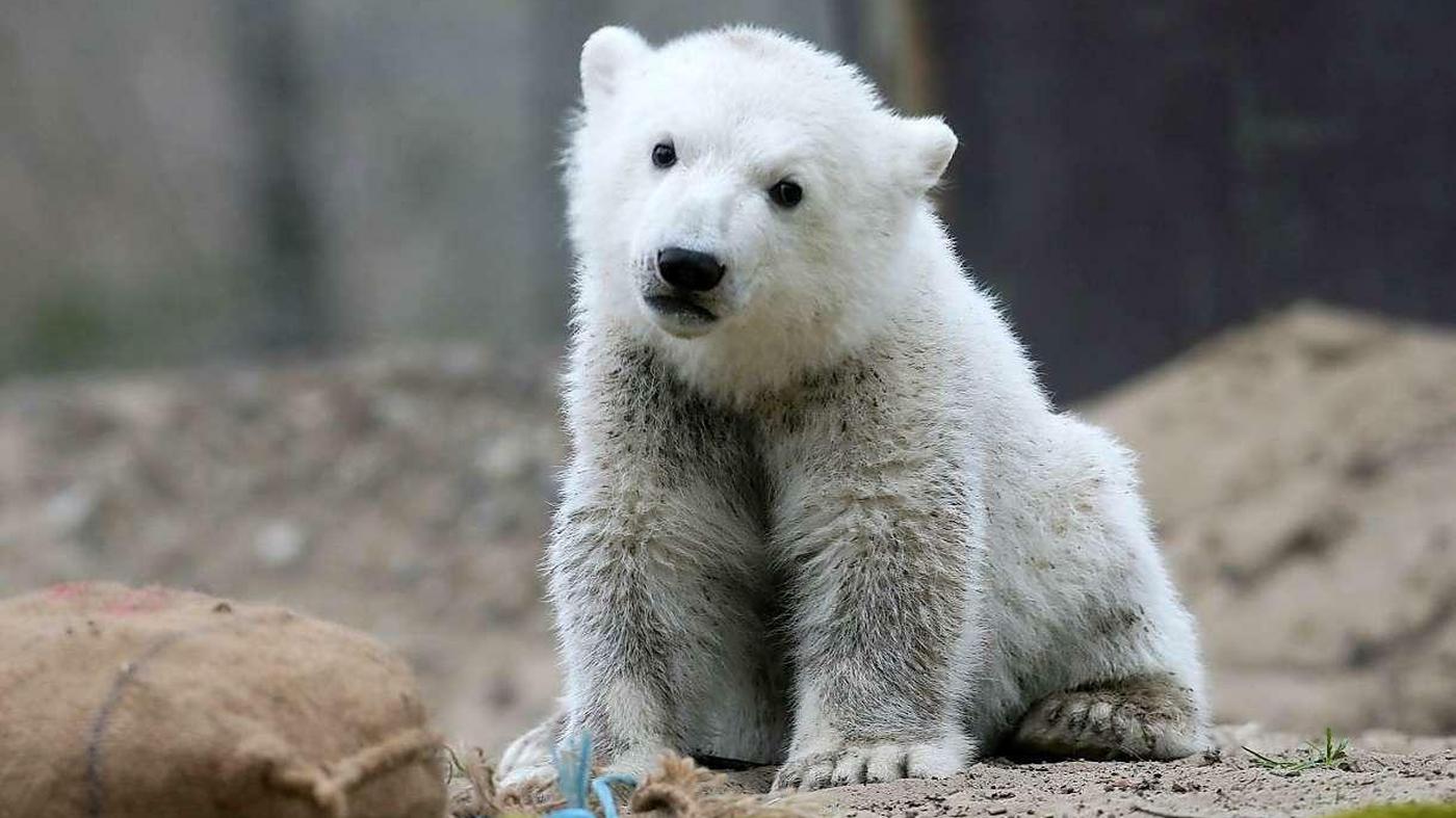 Lesung zu Eisbär Knut im Naturkundemuseum Berlin