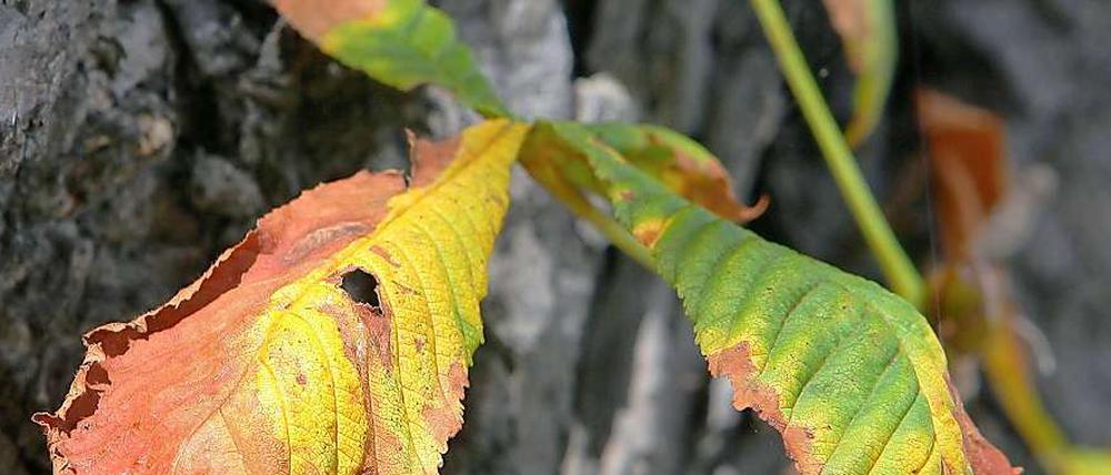 Schädlingsbefall: Kastanien dieses Jahr besonders stark von Miniermotte ...