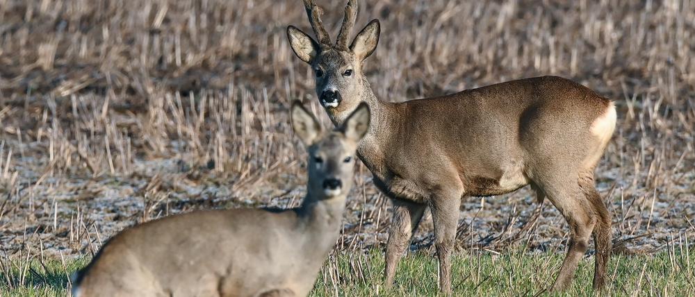 Nach umstrittener Tötung von Rehen in Berlin: Pankow will Schließung ...