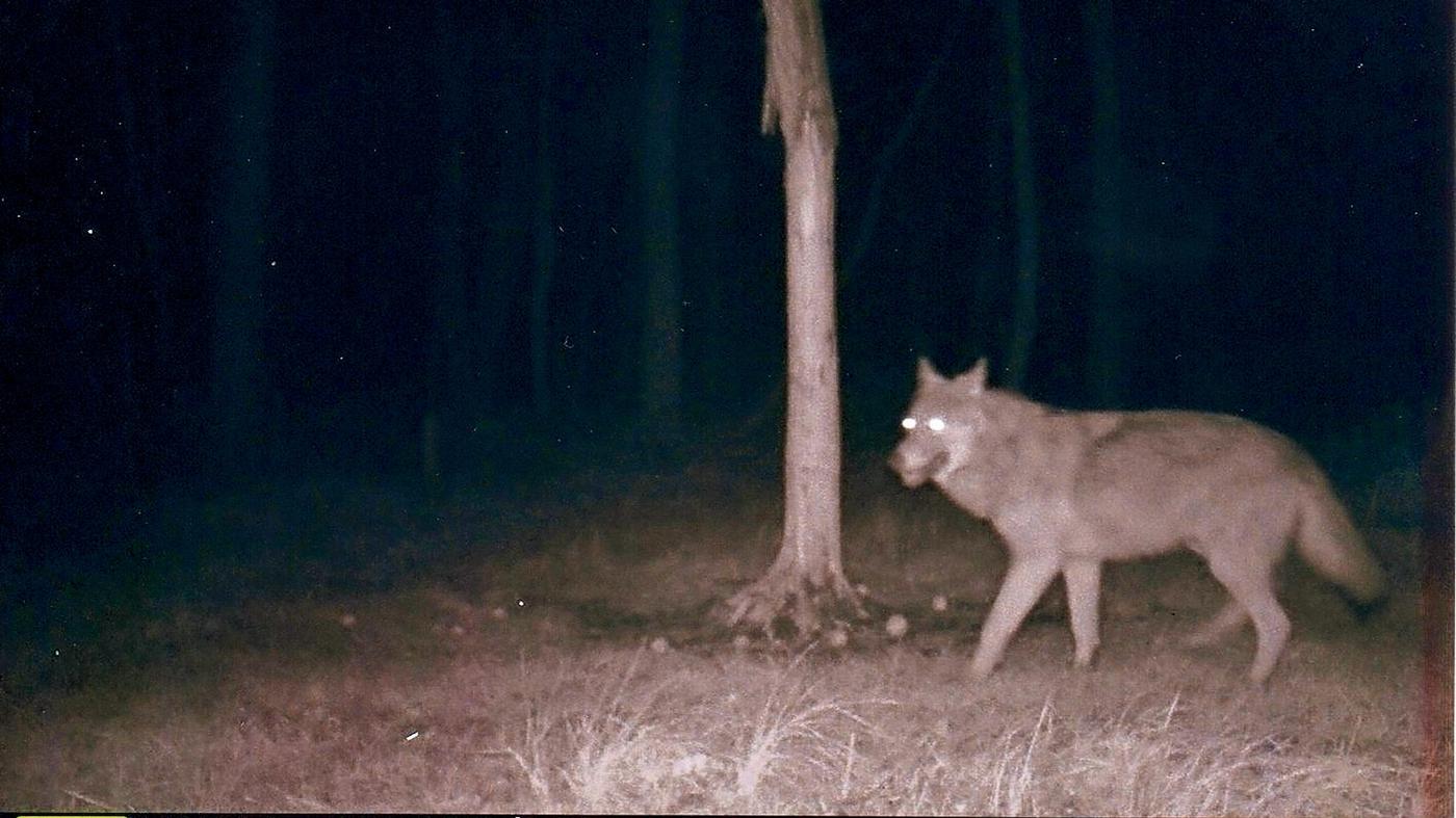 Brandenburg: Erstmals Wolf fotografiert am Berliner Ring