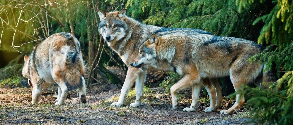 Landkreis Spree-Neiße: Unbekannte köpfen Wolf in Brandenburg