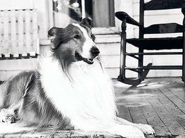 Laika, Lassie & Co.: Prominente Hunde