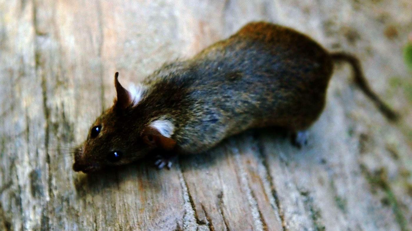 Nager im eigenen Haus: Die Ratten-Pest