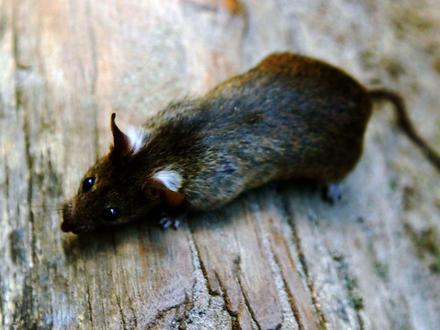 Nager im eigenen Haus: Die Ratten-Pest