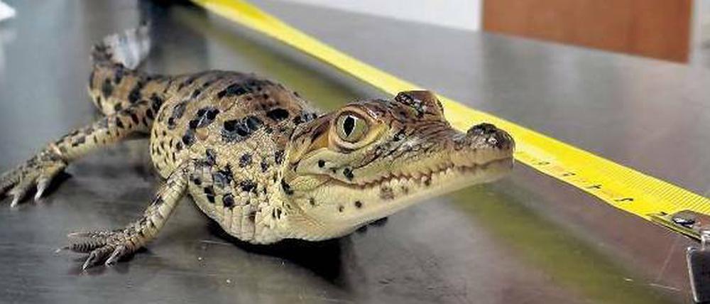 Kuba-Krokodil darf nicht Fidel heißen