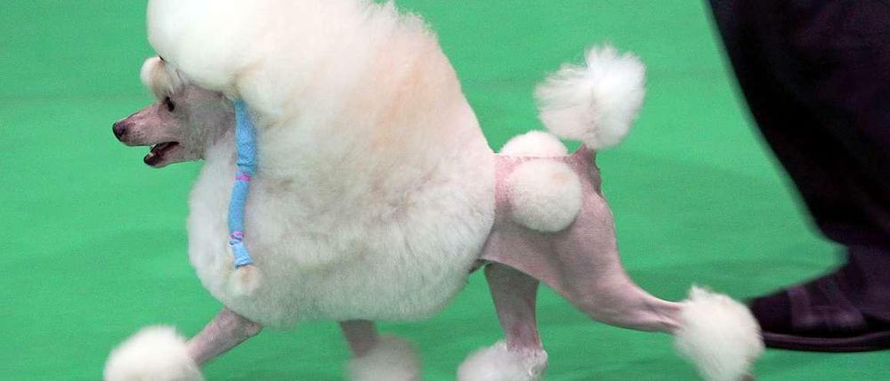 „Kot & Köter“: Zeitschrift für Hundehasser geht an den Start