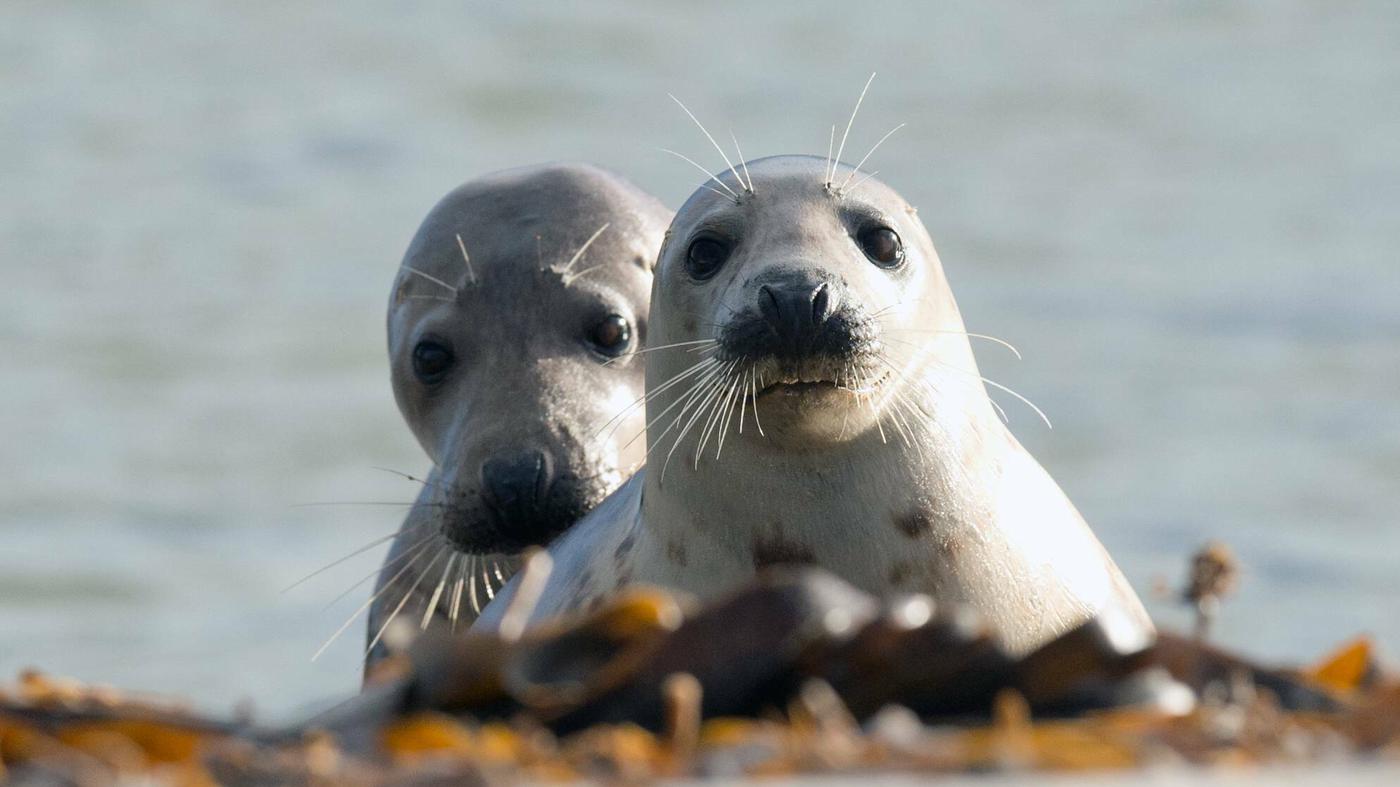 Robben an der Nordsee: Wenn Tierliebe zur Plage wird