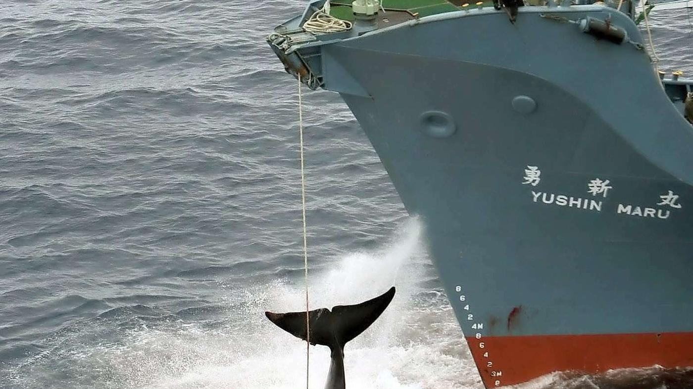 Walfang: Blutiges Geschäft leicht gemacht