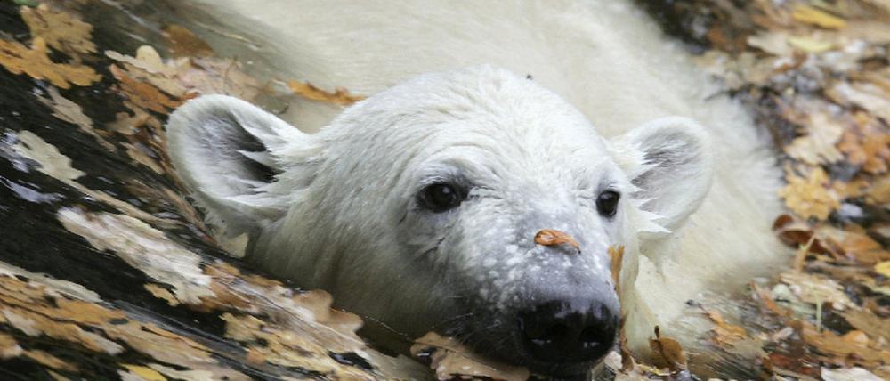 Star-Eisbär: Das Werben um Knut geht weiter