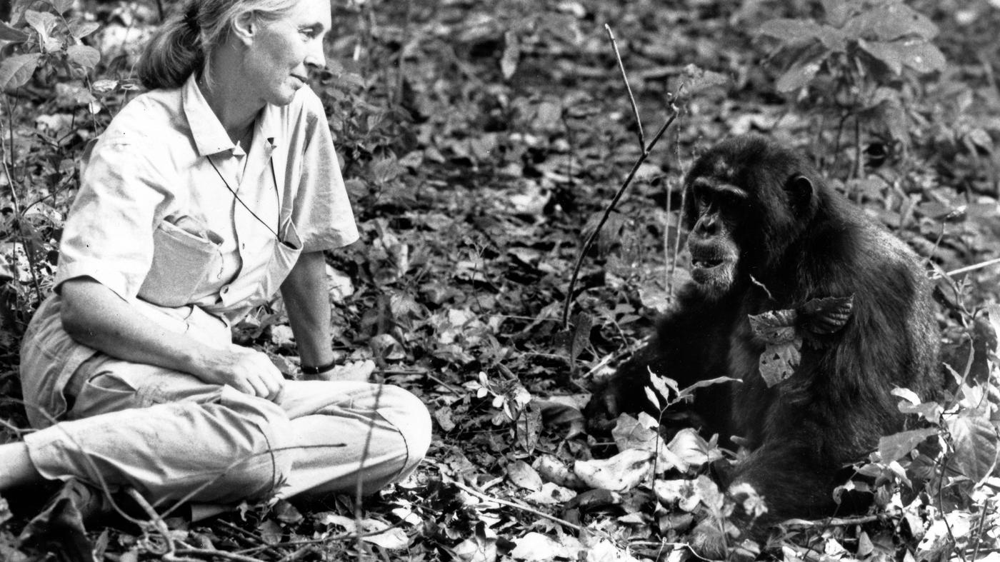 Heute vor 63 Jahren: Dr. Jane und die Schimpansen