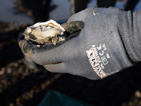 Dänische Delikatessen: Der Geschmack der wilden Austern