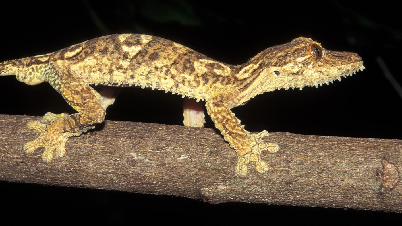 Vor 23 Jahren entdeckt: Madagassischer Gecko erweist sich als eigene Art