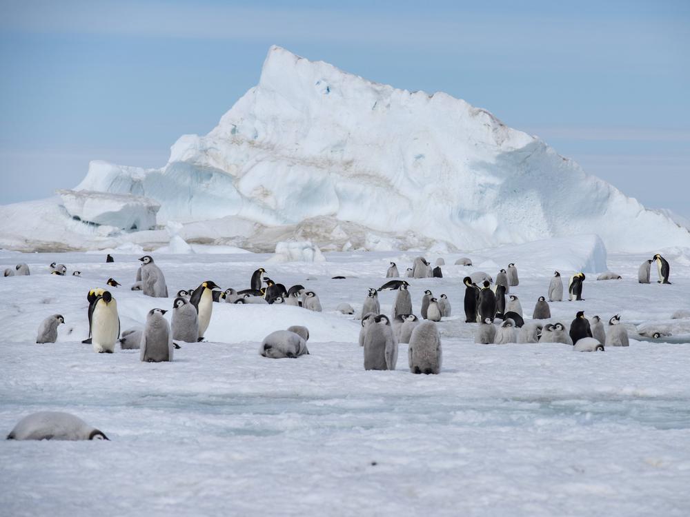 Kaiserpinguine auf schmelzendem Meereis: Sämtliche Küken von vier Kolonien gestorben