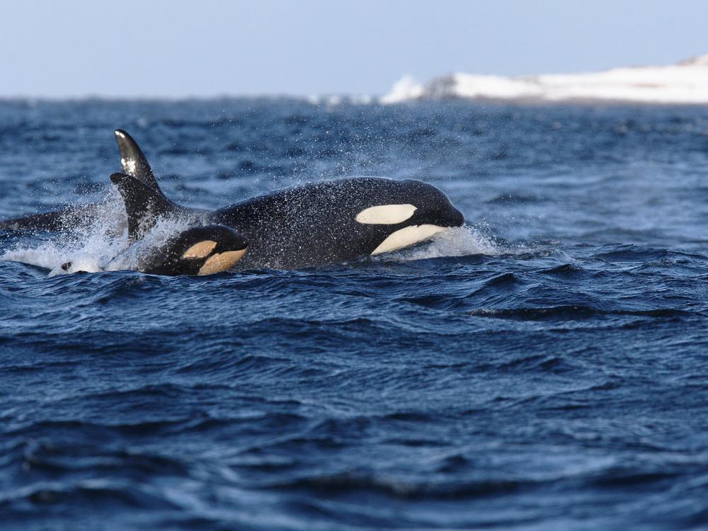 25 Jahre Freiheit für Orca Willy: Wie geht’s den Schwertwalen heute?