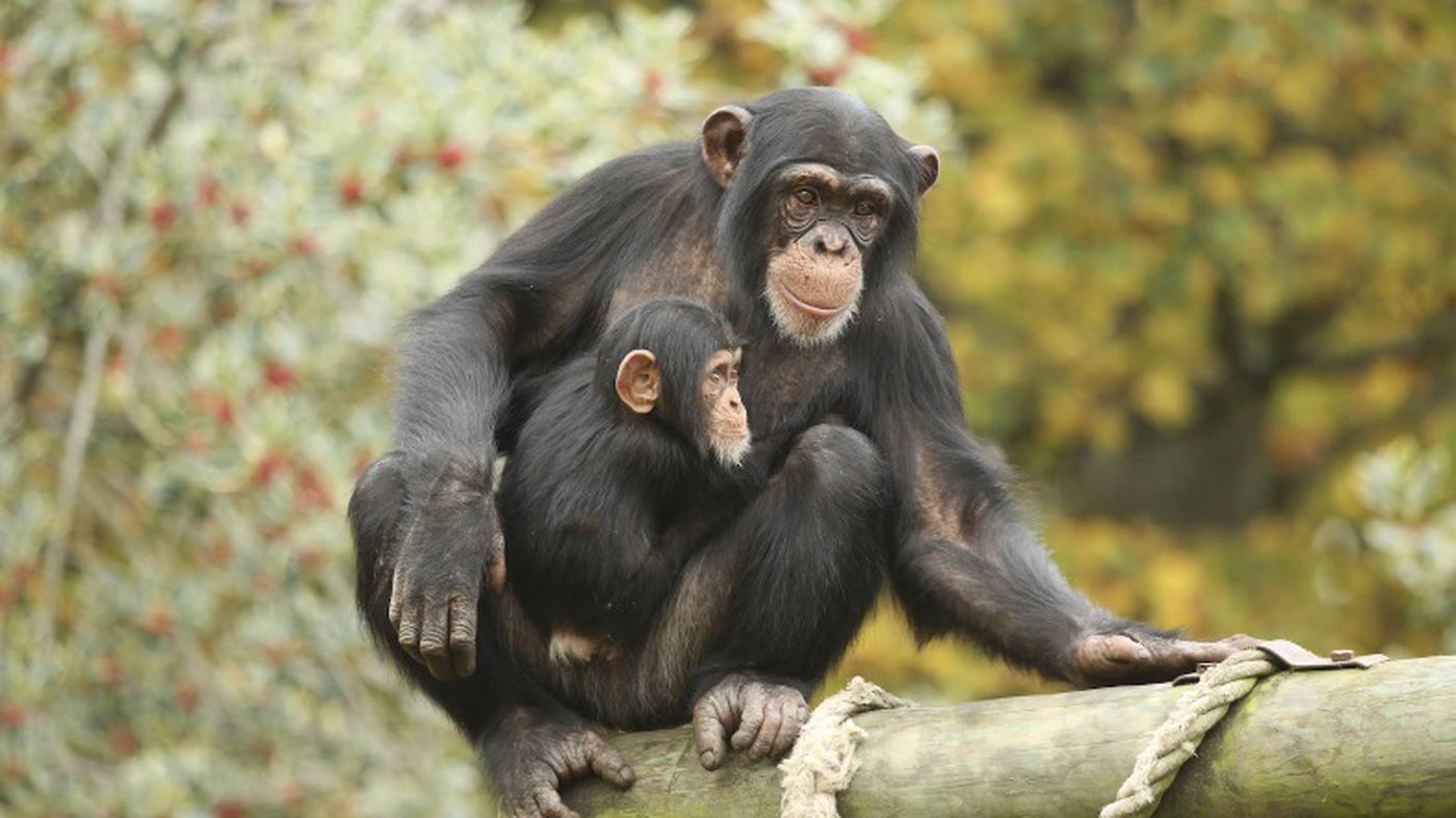 Dauerhafte Affenliebe: Menschenaffen erkennen ihre Artgenossen ...