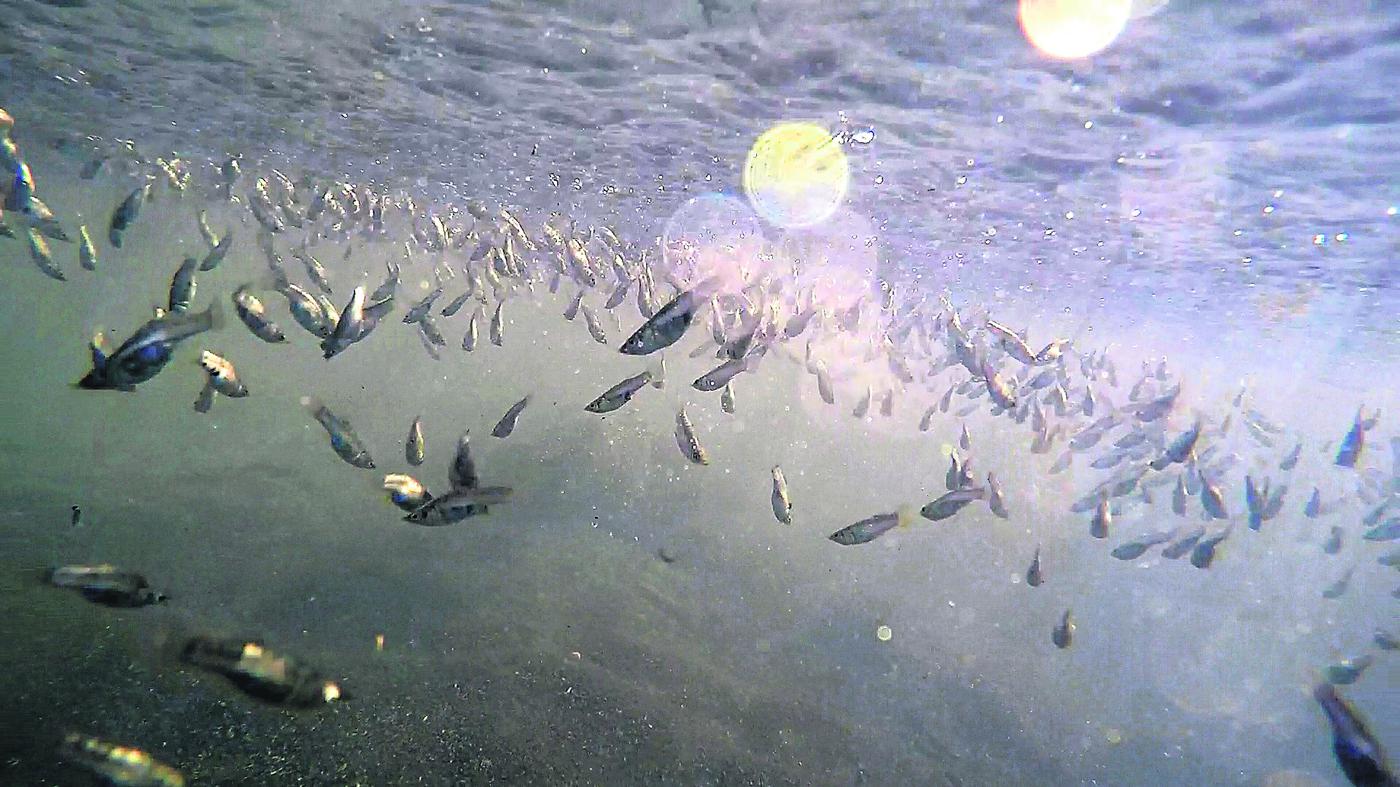 Denken zwischen Stillstand und Chaos : Was das Schwarmverhalten von ...