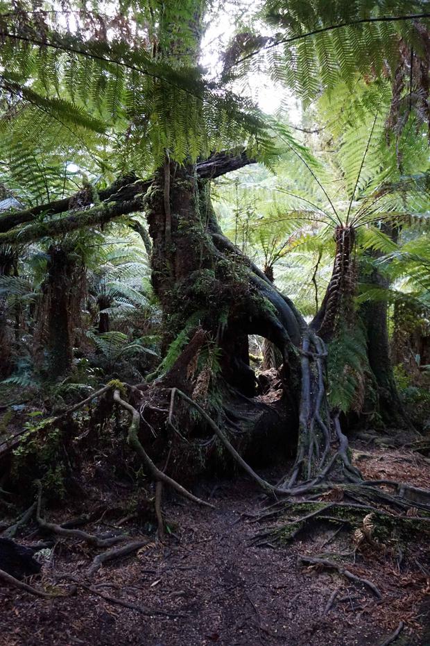 Programmierter Tod: Breitfuß-Beutelmäuse haben Sex, bis sie tot umfallen