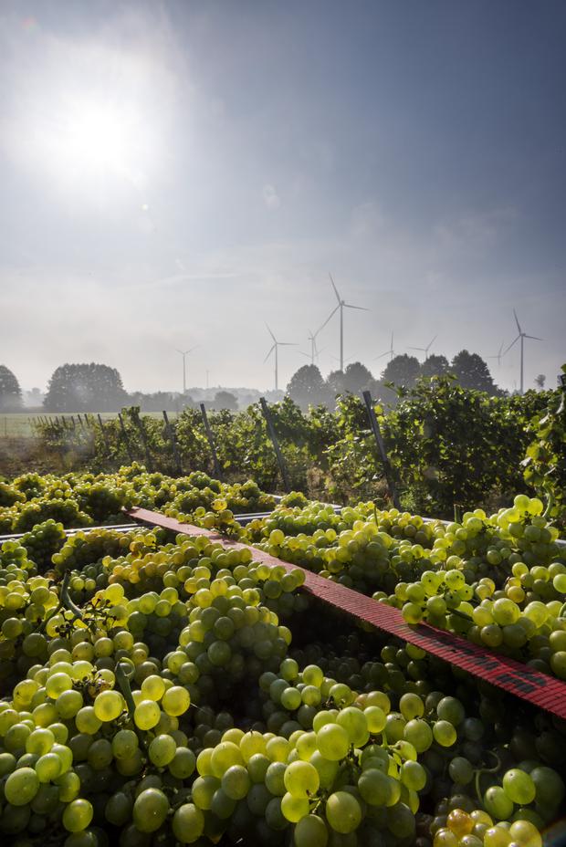 Pilgern nach Pillgram: Zu Besuch auf dem Weingut Patke in Ostbrandenburg