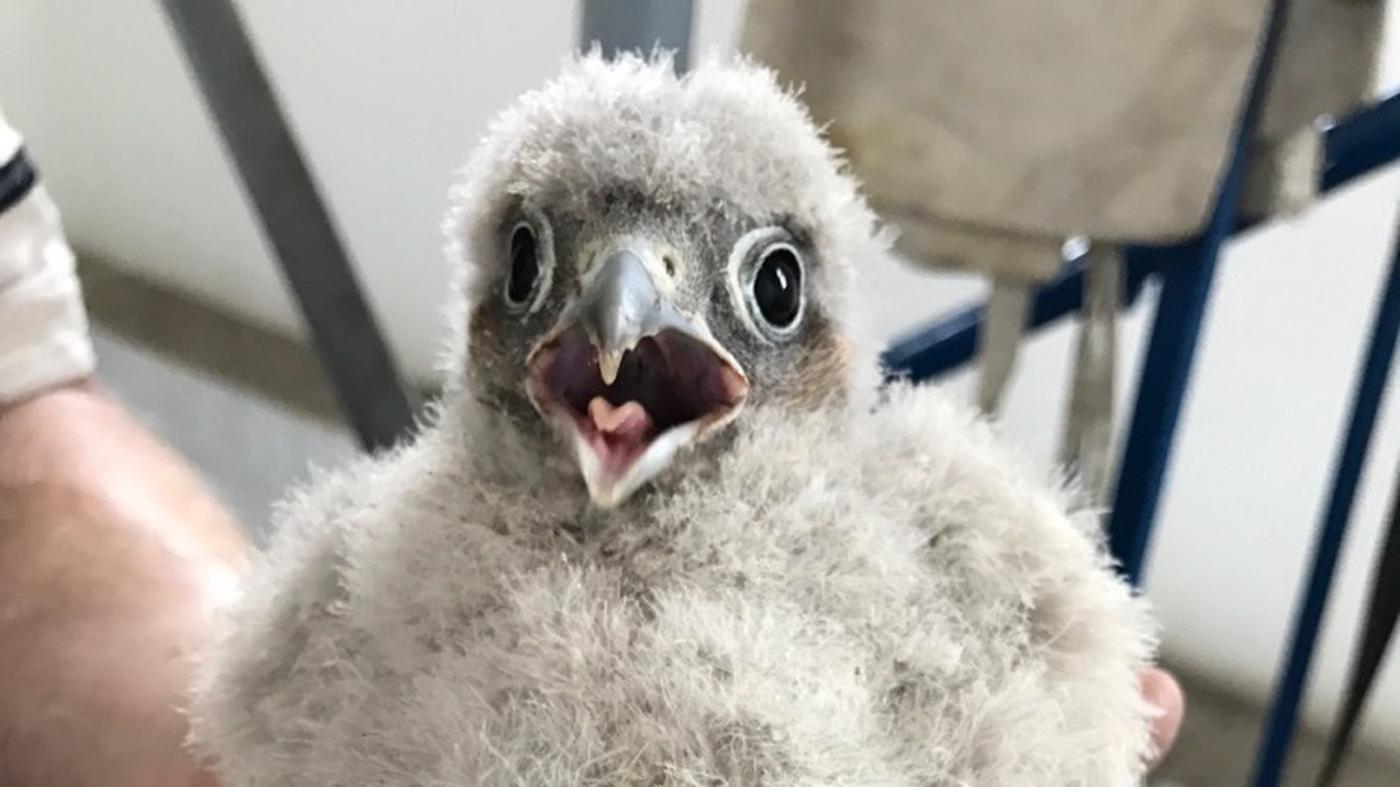 Naturerlebnis für Vogelfreunde: Neuköllner Turmfalken per Livestream ...
