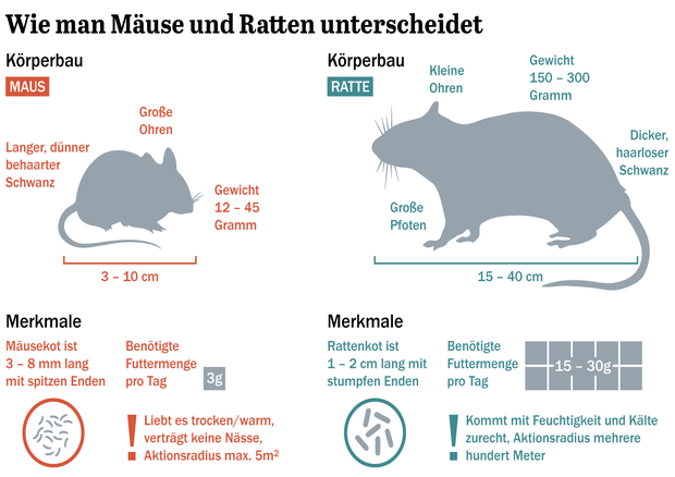 Seit 40 Jahren Kammerjäger in Berlin: „Wie Ratte riecht? Der tote ...