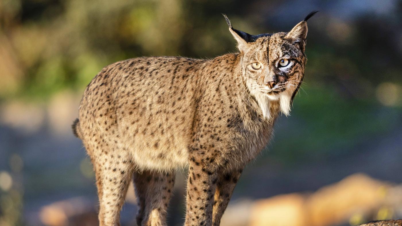 Der mit dem markanten Backenbart: Die Rückkehr der Pardelluchse