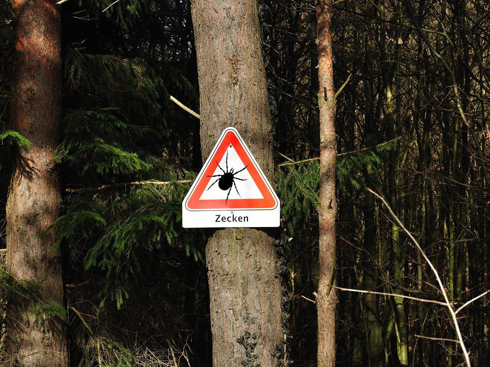 Das Grauen im Gras: Diskussion um mögliche Folgen von Borreliose