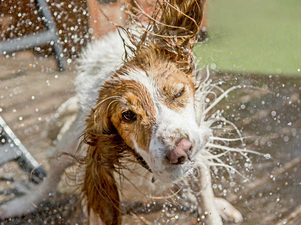 Warum sich nasse Hunde schütteln: Und was das mit zärtlichen Berührungen beim Menschen zu tun hat