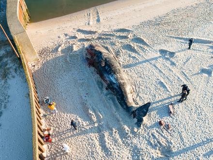 Proben von Sylt-Wal werden analysiert: Prüfung auf Bakterien und ...