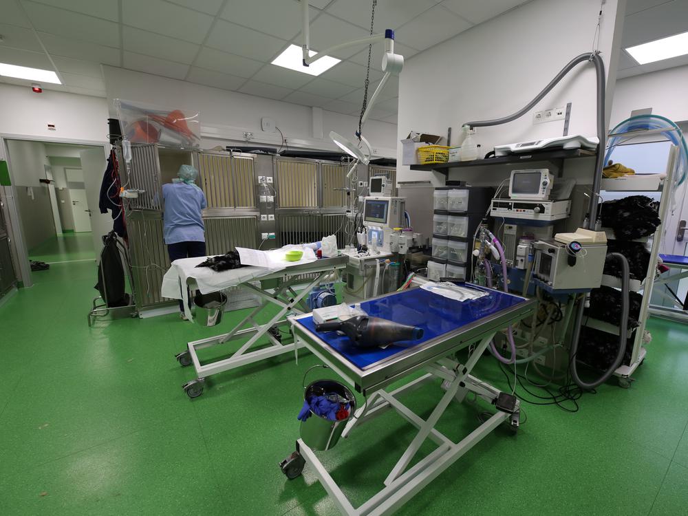 Wenn das Haustier schwer krank ist: Potsdamer Tierklinik AniCura bietet ...