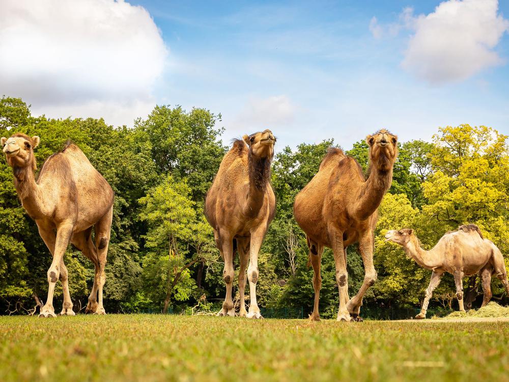 Der Zoo schwingt die Hufe: Diese fünf neuen Tiere sind in Berlin zu sehen