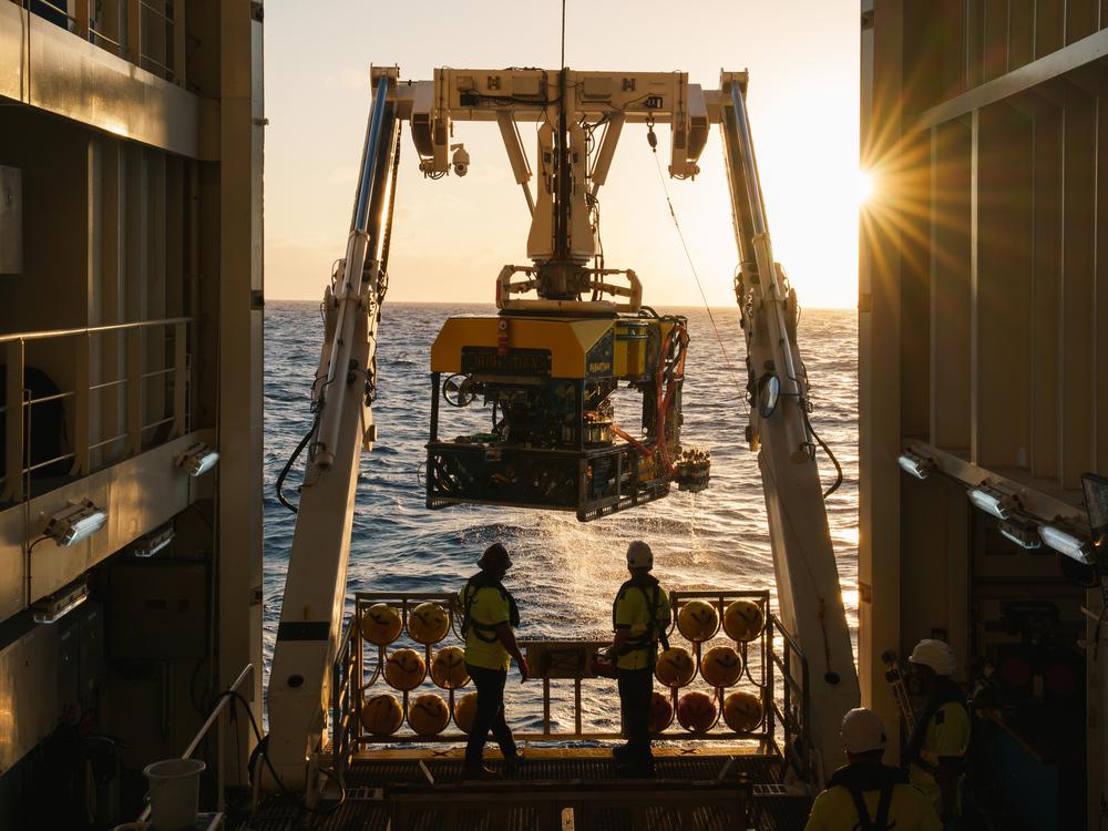 Nach einer 100 Jahre langen Suche: Koloss-Kalmar zum ersten Mal ...