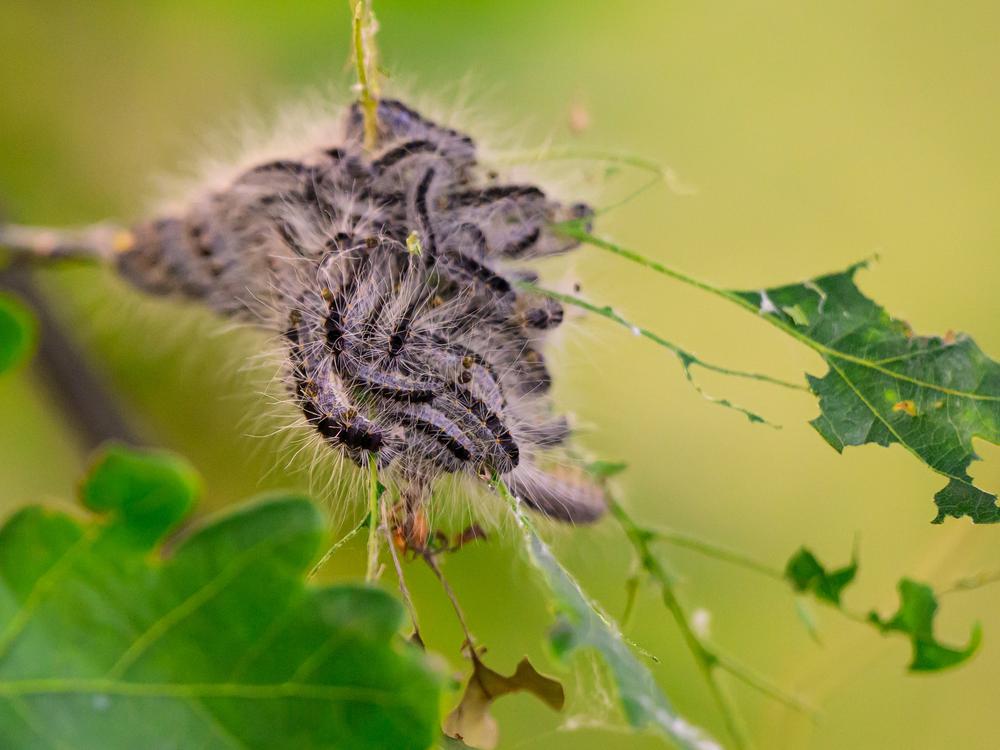 Gefahr im Grünen: Mit winzigen Würmern gegen den Eichenprozessionsspinner