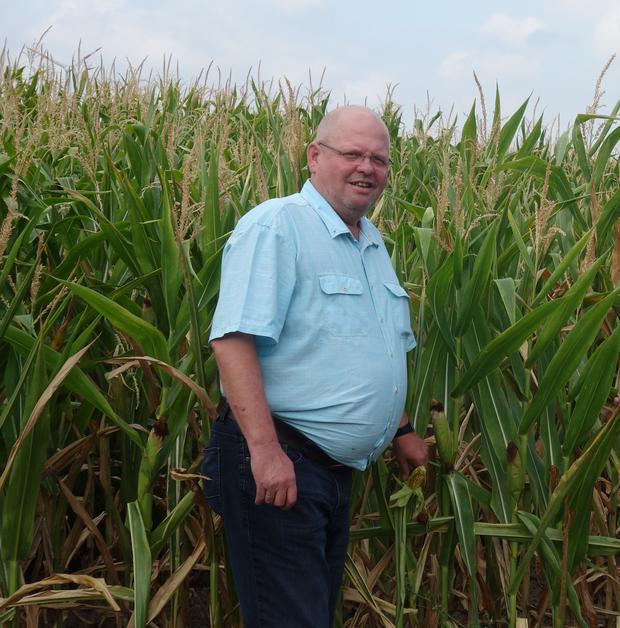 Mais mit eingerollten Blättern, Weizen am Ende: Die Trockenheit lässt ...