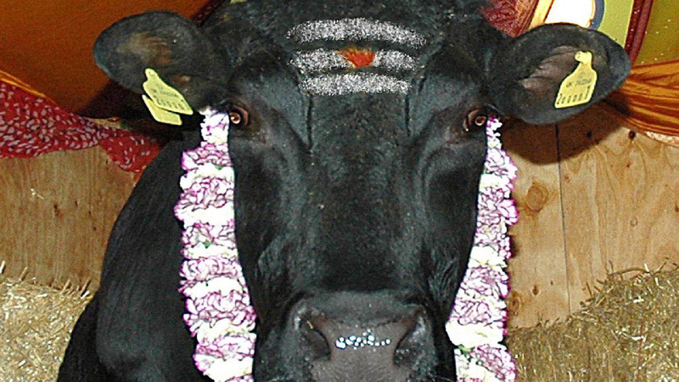 Tiere: Heiliger Bulle "Shambo" musste sterben