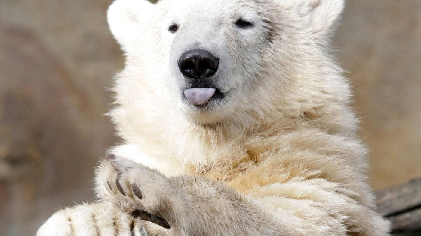 Berliner Zoo: Knuddel-Knut wird neun Monate alt