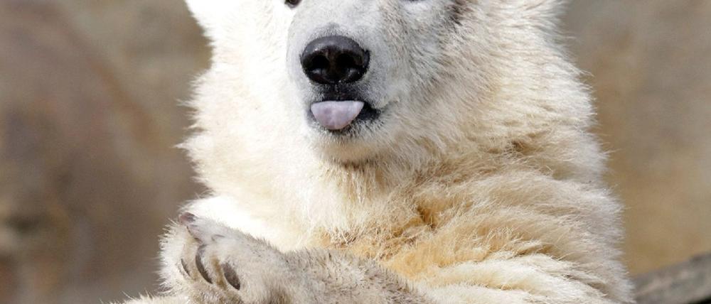 Berliner Zoo: Knuddel-Knut wird neun Monate alt