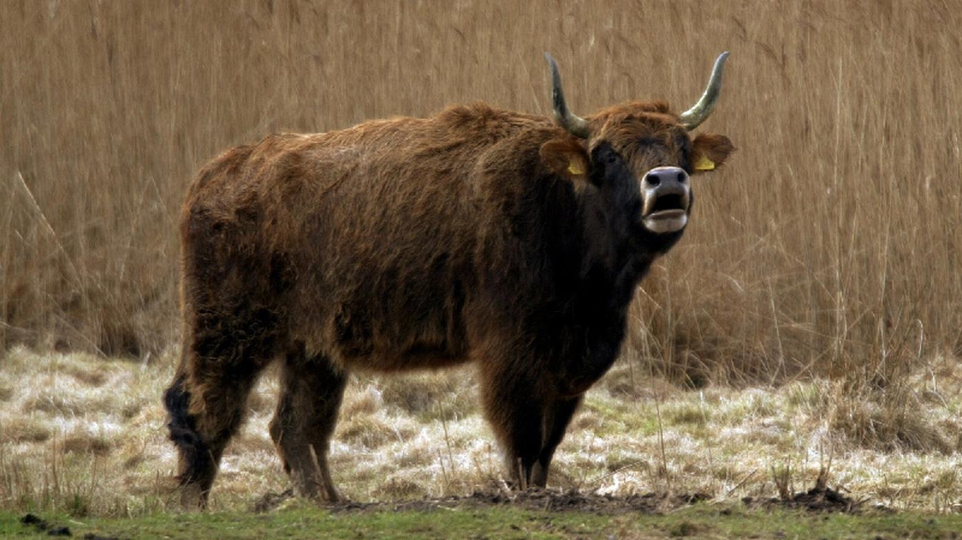 Wissen: Die Rückkehr der Auerochsen