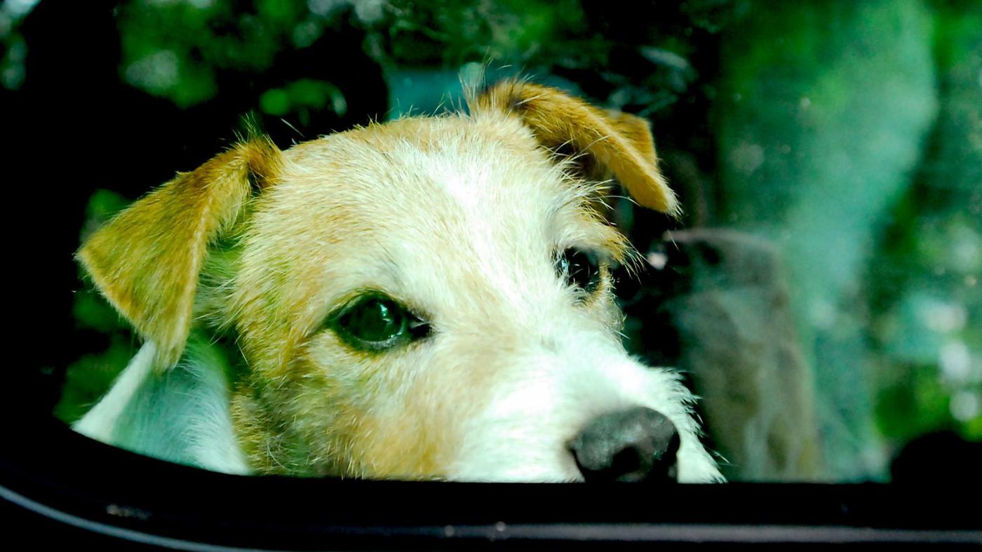 Hitze in Berlin: Tierheim kann weniger Tiere vermitteln