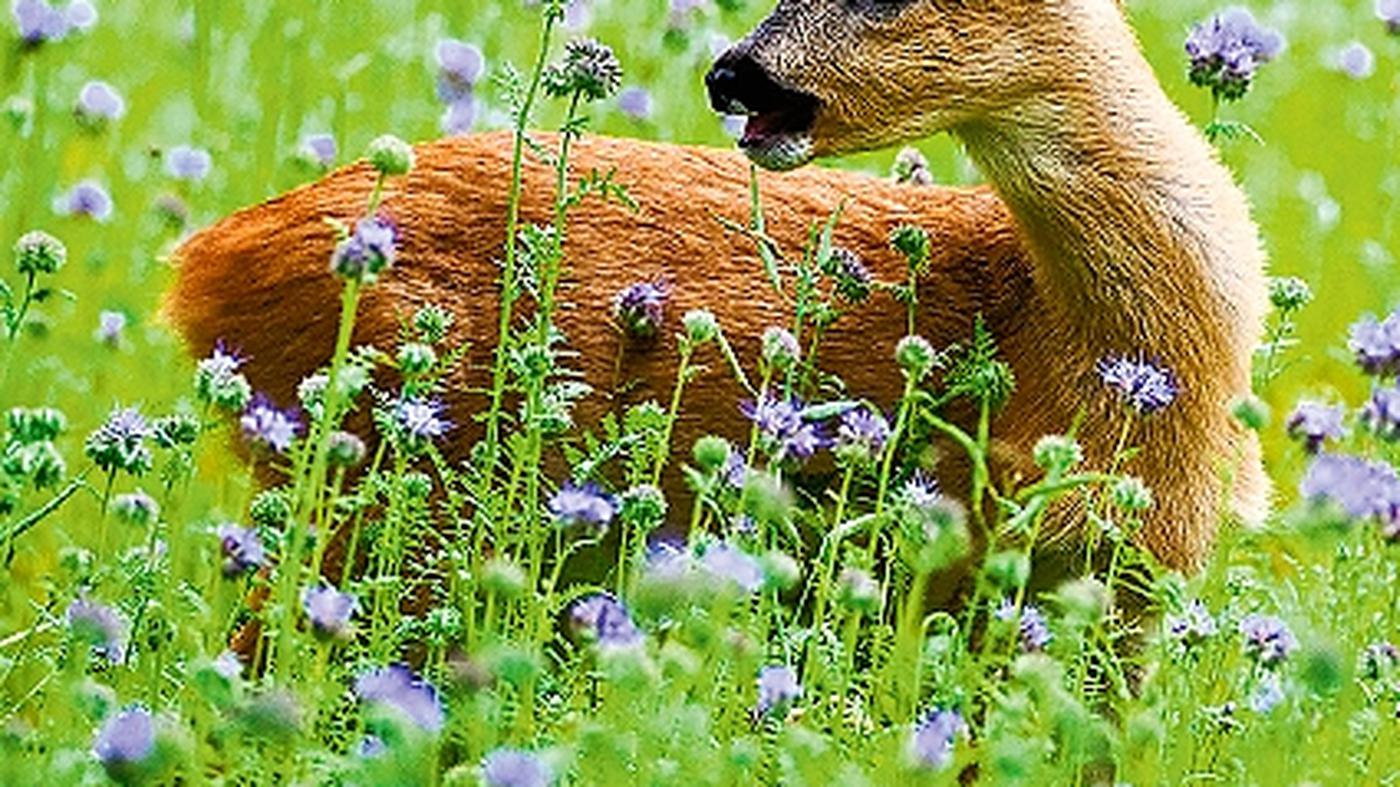 Biologie: Die Spur der Rehe
