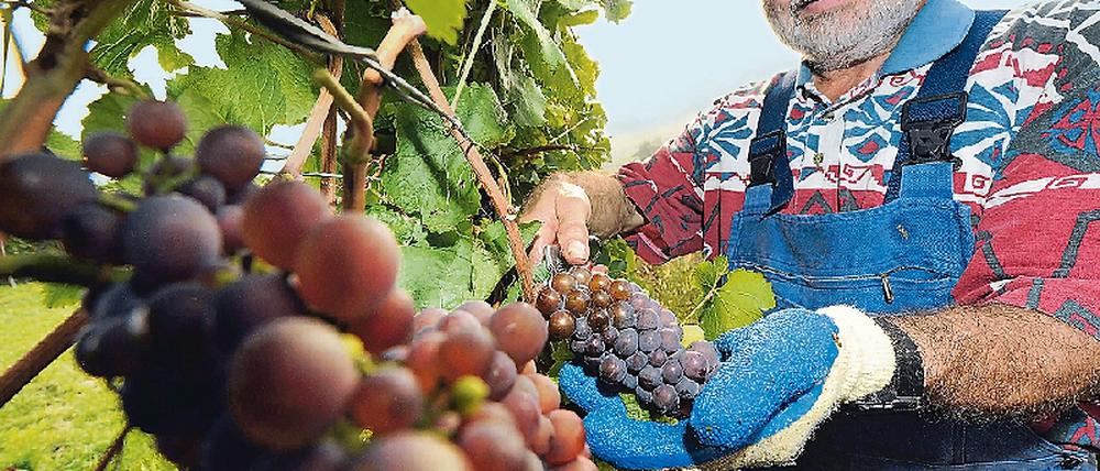 Deutscher Wein: Reife Leistung