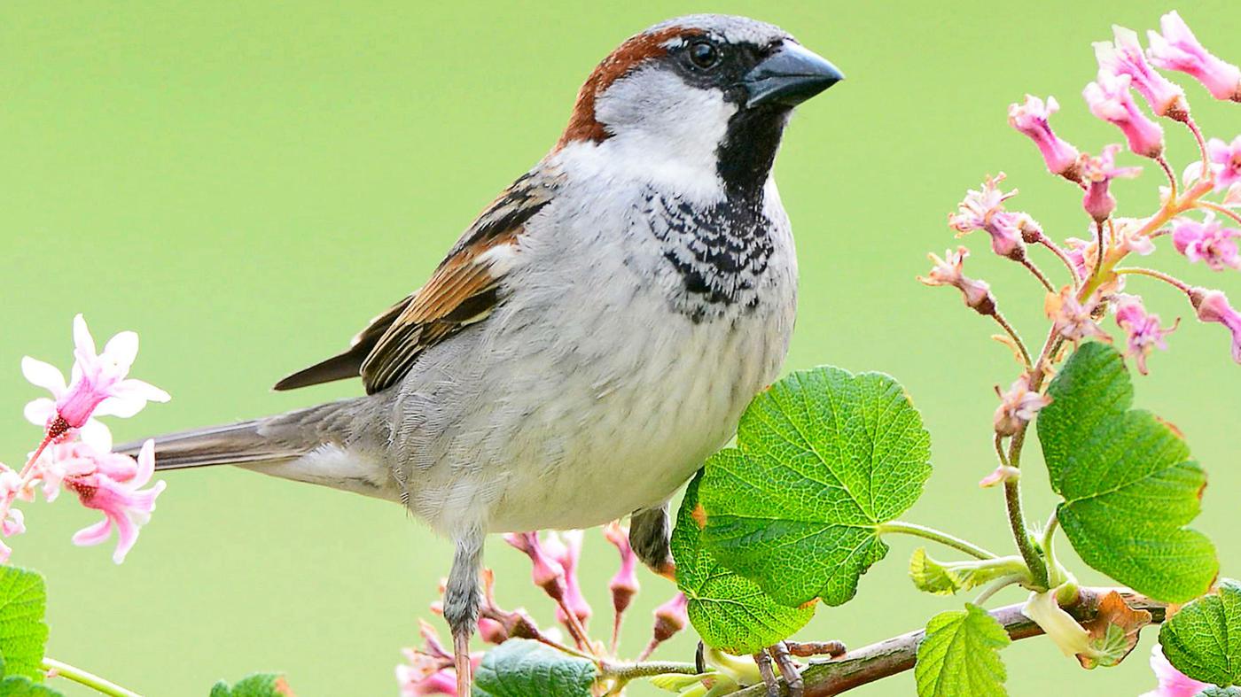 Ergebnis der Zählaktion: Der Spatz ist häufigster Gartenvogel