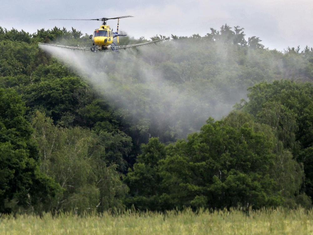 Gefahr in Berliner Wäldern: Gesundheitsverwaltung warnt vor Risiken durch Eichenprozessionsspinner