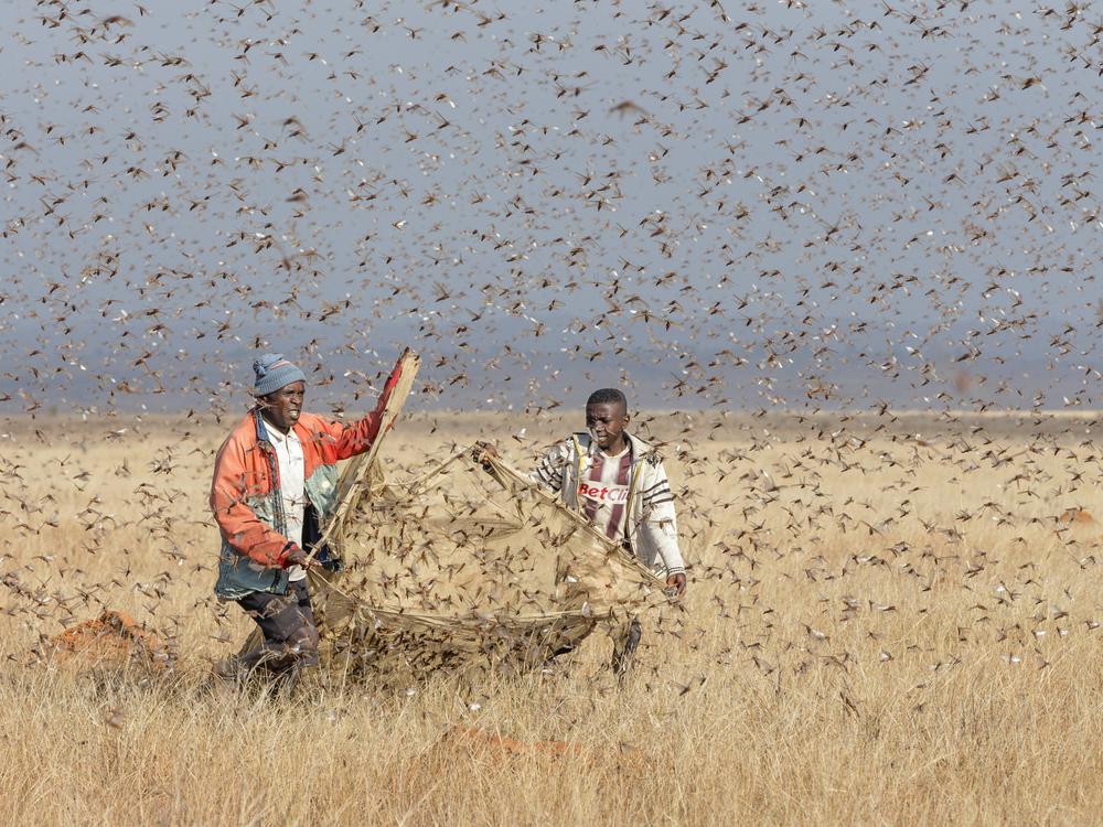 Quallenchips und Grillenburger: Wie wir in Zukunft satt werden